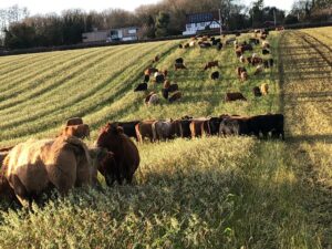 What We Do – ACH Farming